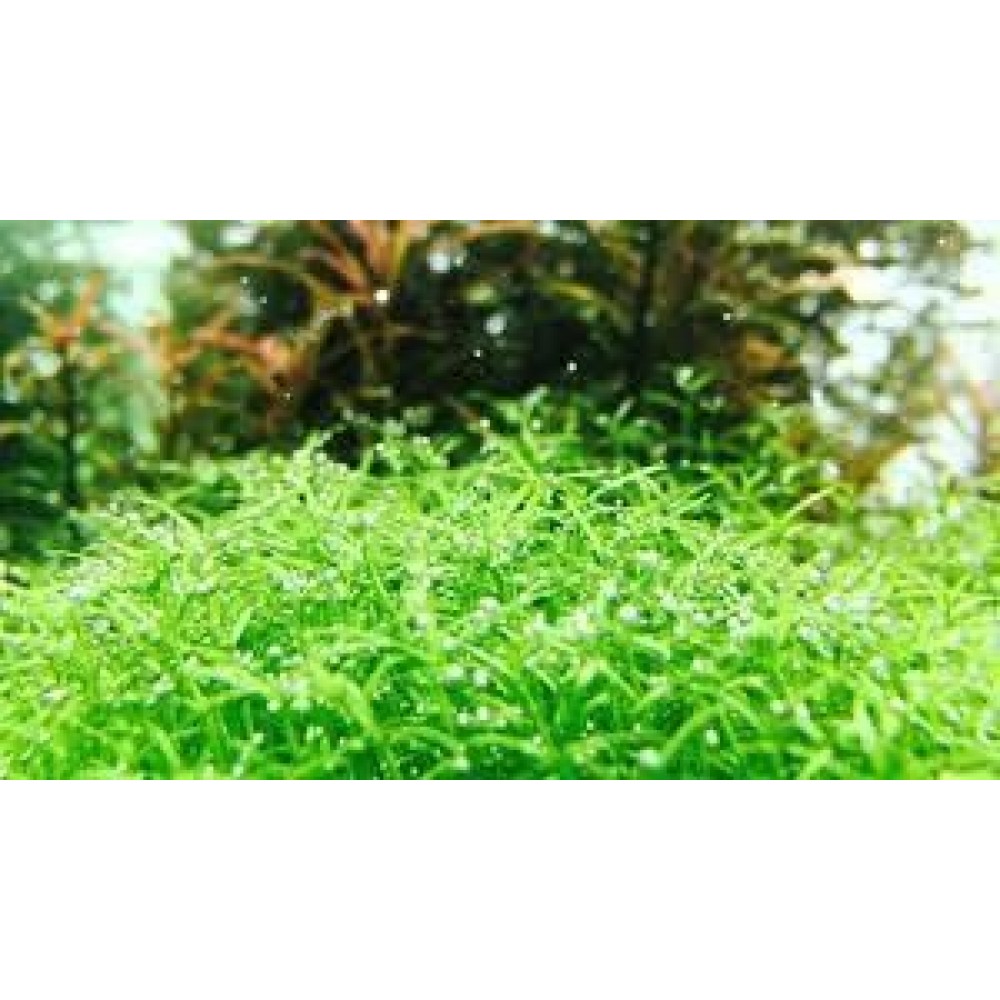 ADA TISSUE CULTURE - MICROCARPAEA MINIMA MERRILL (CUP SIZE:
