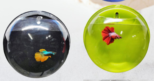 Premium Acrylic Wall Mounted Aquarium Fish Bowl / Wall Planter ...
