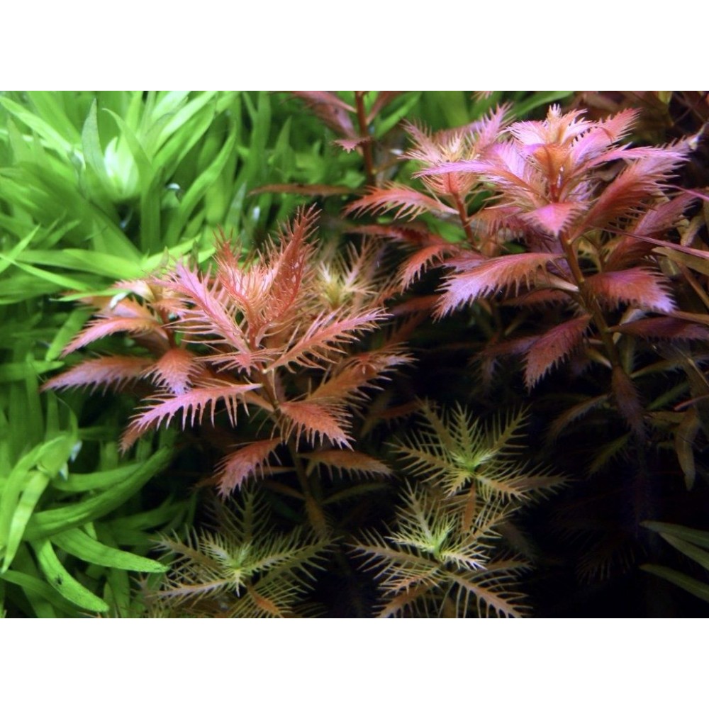 ADA TISSUE CULTURE PLANT-PROSERPINACA PALUSTRIS (CUP SIZE: