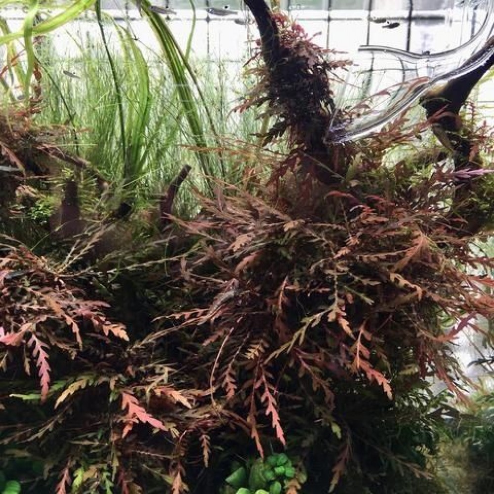 ADA TISSUE CULTURE - HYGROPHILA PINNATIFIDA SP. UK ( UTTARAKANNADA ...